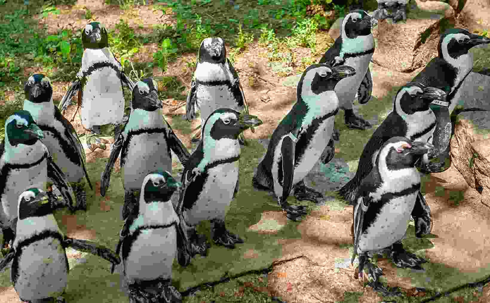 Save The Penguins - Coopération multi-niveaux pour un développement ...